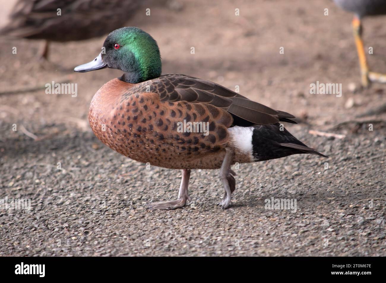 the male the chestnut teal duck has a green head and neck and a brown body Stock Photo - Alamy