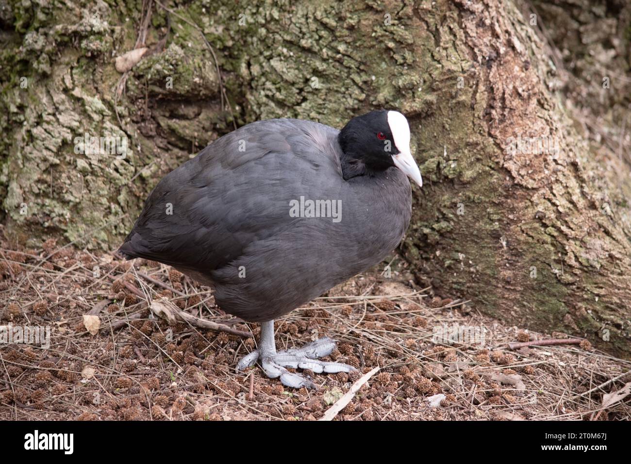 Black sea bird hi-res stock photography and images - Alamy