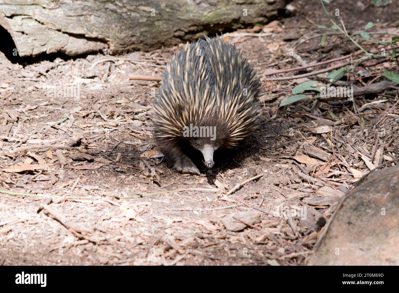 Long narrow snout hi-res stock photography and images - Alamy
