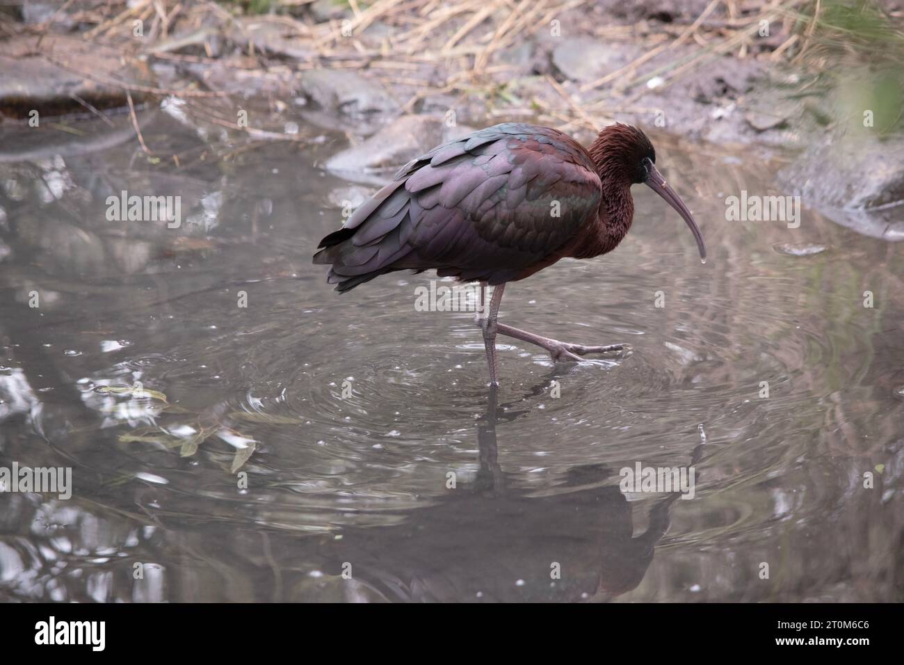 The glossy ibis neck is reddish-brown and the body is a bronze-brown ...