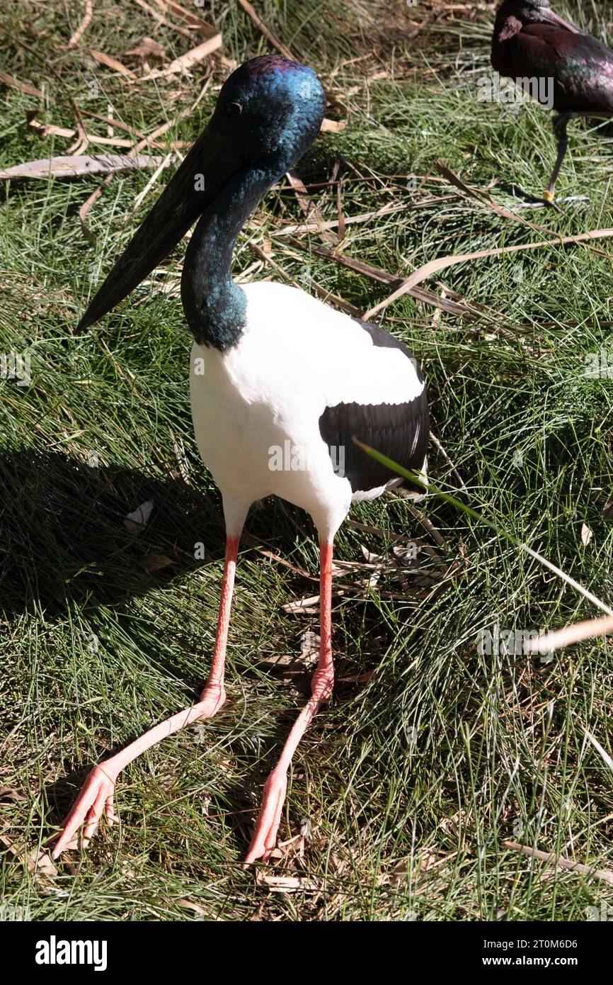 The head and neck of a jabiru is black with an iridescent green and ...