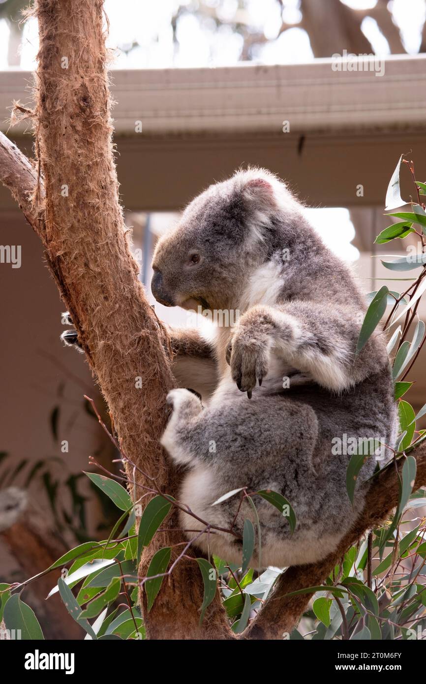 Koala bear close up big eyes hi-res stock photography and images - Alamy