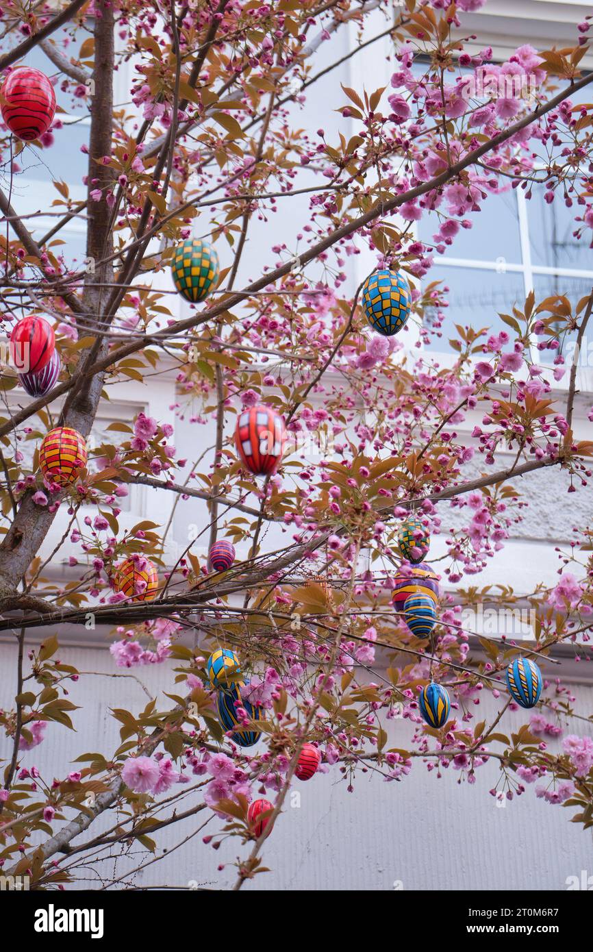 Colorful eggs hanging on a tree with pink cherry blossoms on Cherry ...