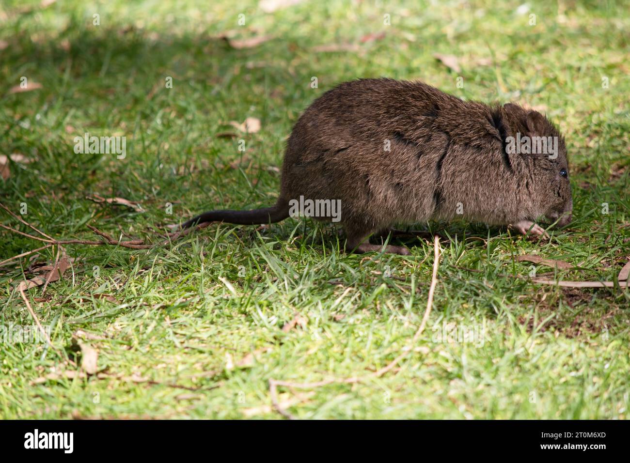 The long nosed potoroos have shorter tails and ears and pointier faces ...