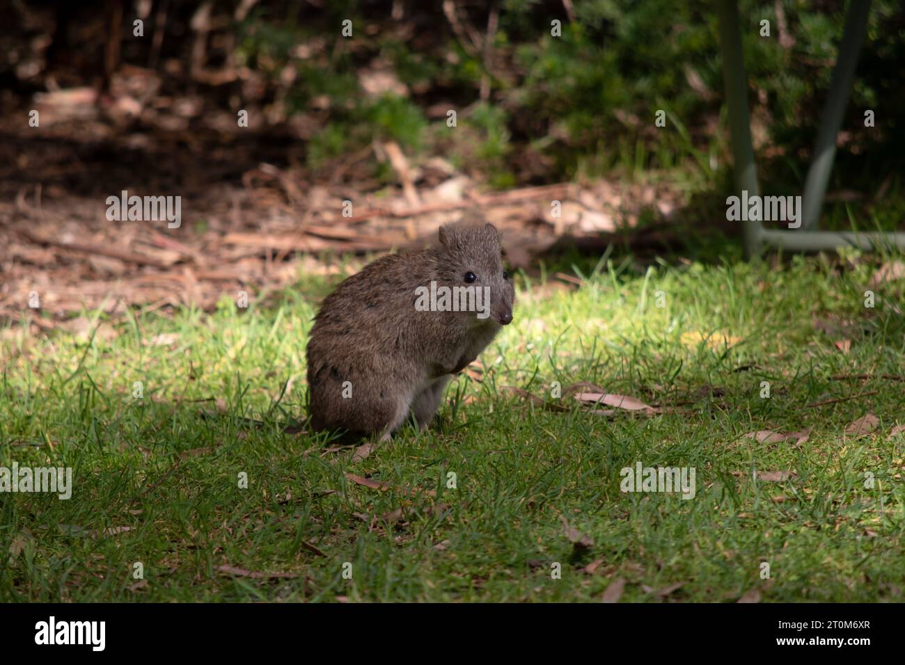 The Long-nosed Potoroo have a brown to grey upper body and paler ...