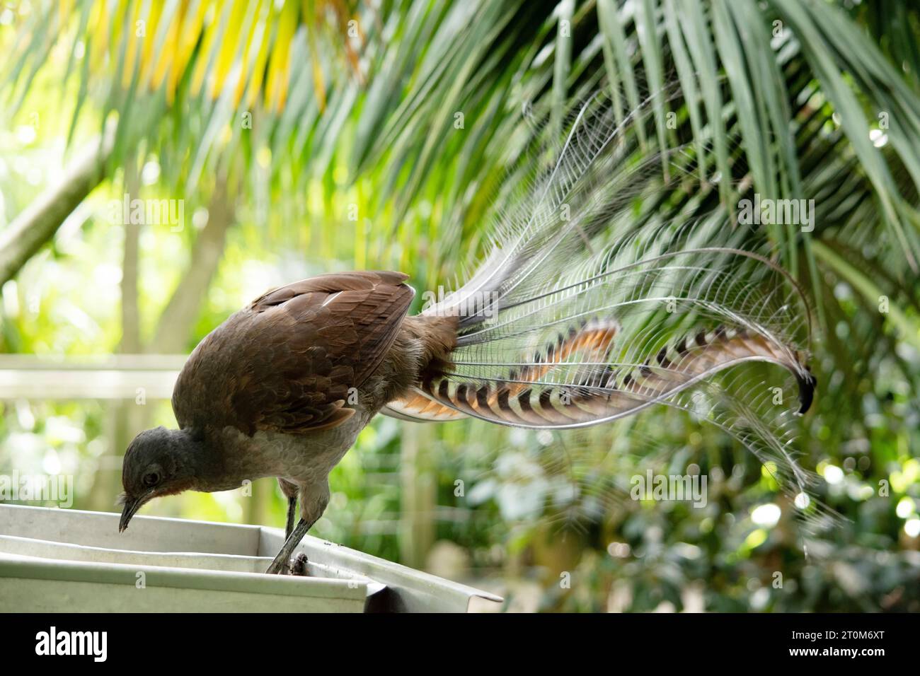 the lyre bird male has an ornate tail, with special curved feathers ...
