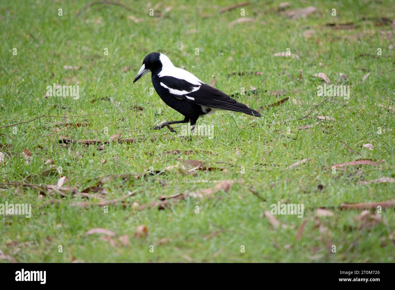 The magpie is a distinctive looking bird, with glossy black and ...