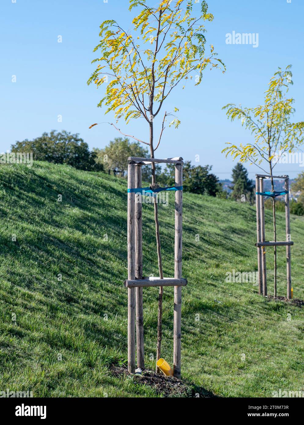 Young Black locust trees in a row. Robinia pseudoacacia saplings with ...
