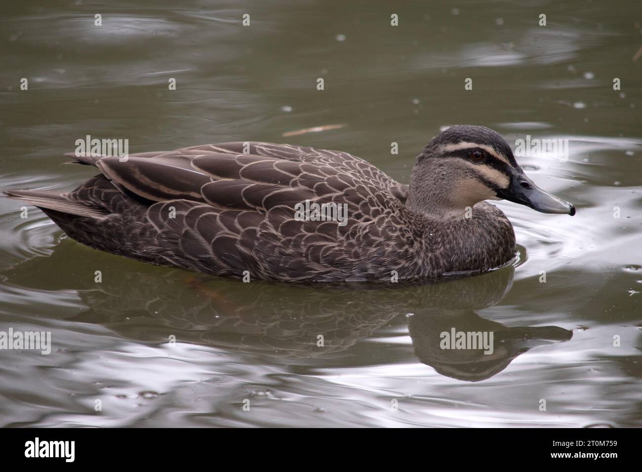 the pacific black duck has a dark body and a paler head with a dark ...