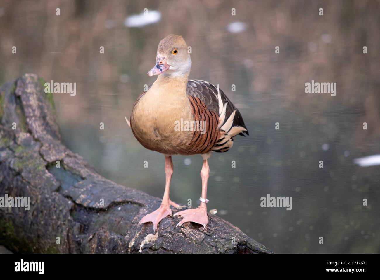 The plumed whistling duck's face and fore-neck are light, the crown and ...