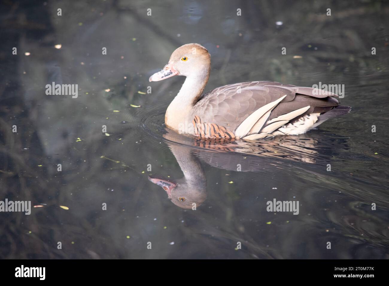 The plumed whistling duck's face and fore-neck are light, the crown and ...