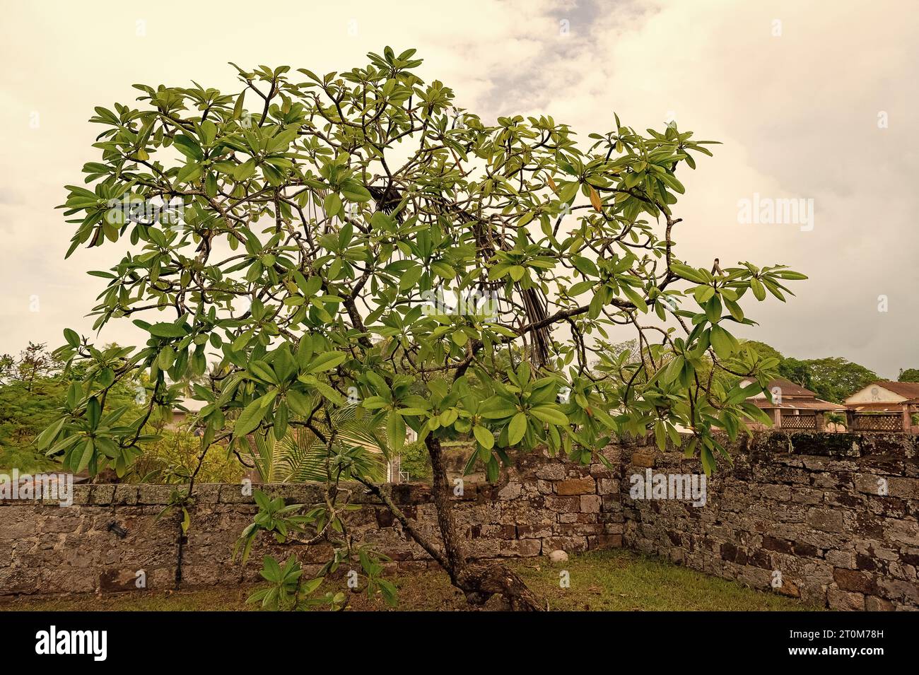 cerbera manghas exotic tree. cerbera manghas exotic tree. cerbera ...
