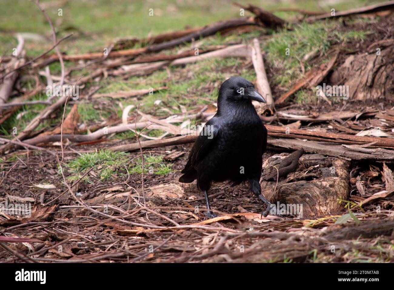Australian Ravens are black with white eyes in adults. The feathers on ...