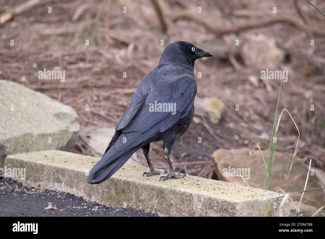 Australian Ravens are black with white eyes in adults. The feathers on ...