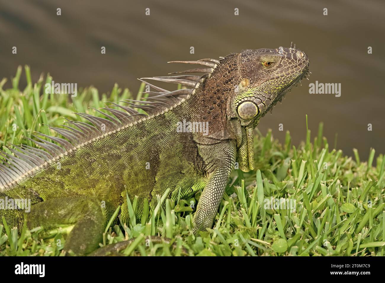 iguana lizard outdoor. iguana lizard outside. iguana lizard in nature ...