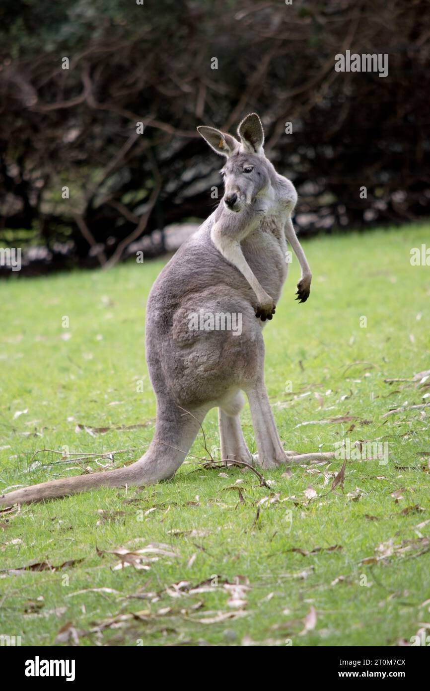 Narrow limbs hi-res stock photography and images - Alamy