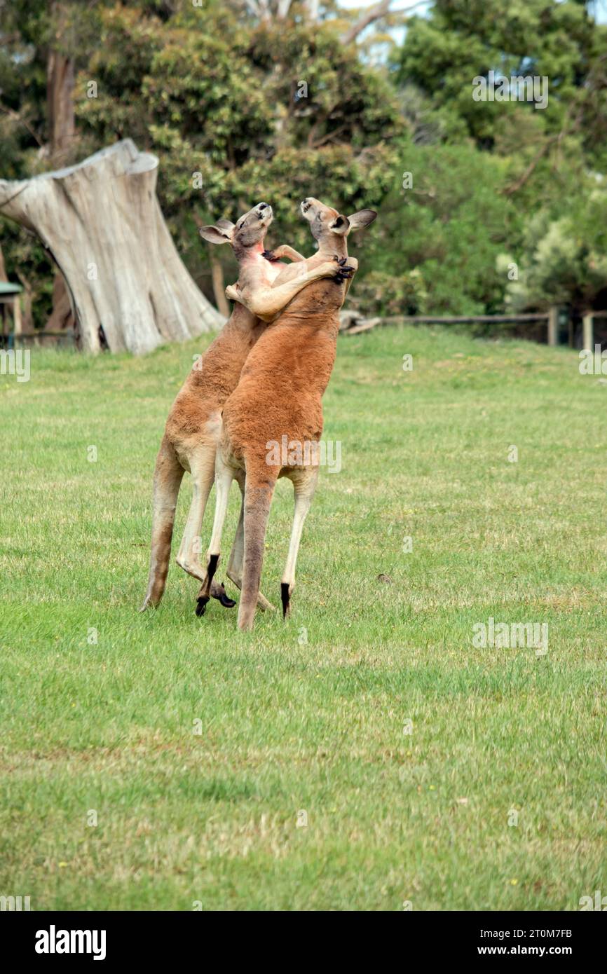 the two male red kangaroos are fighting for the dominant position in ...