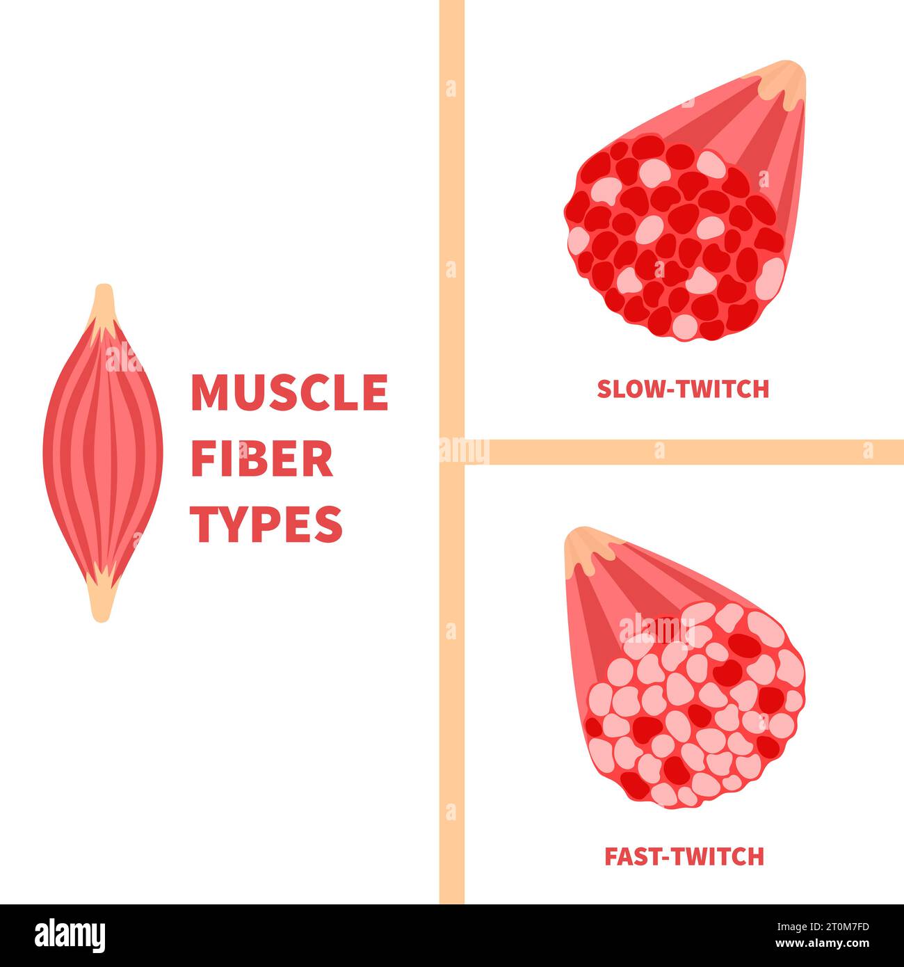 Slow twitch and fast twitch muscle fiber types illustration Stock ...