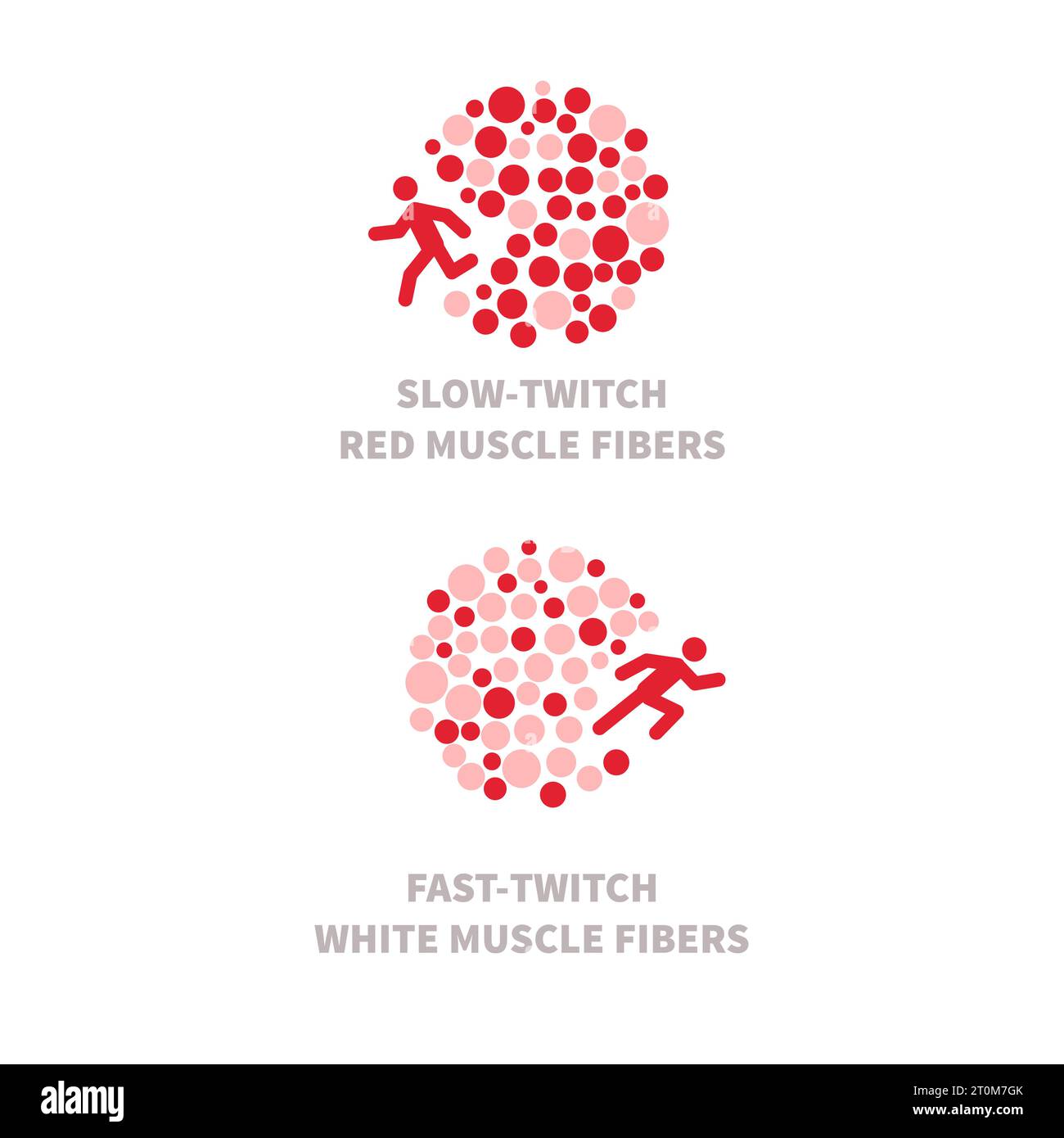 Slow twitch and fast twitch muscle fiber types illustration Stock ...