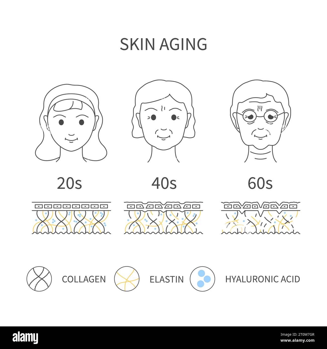 Skin aging face changes of a woman illustration Stock Vector Image ... Skin aging face changes of a woman illustration Stock Vector Image ...