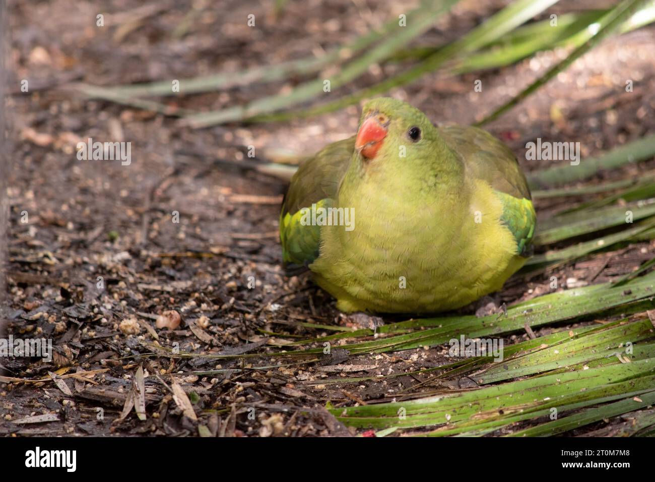The female regent parrot is all light greefen. It has yellow shoulder ...