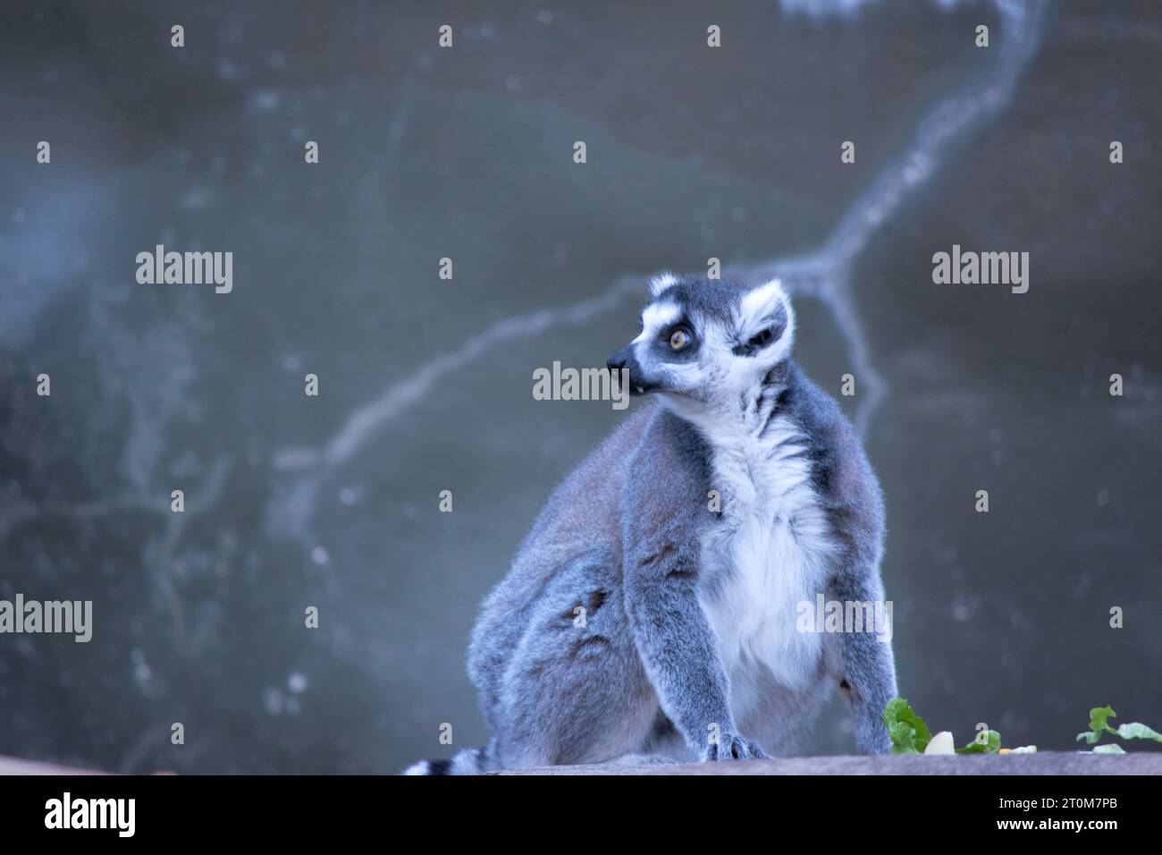 Ring-tailed lemur backs are grey to rosy brown with grey limbs and dark ...