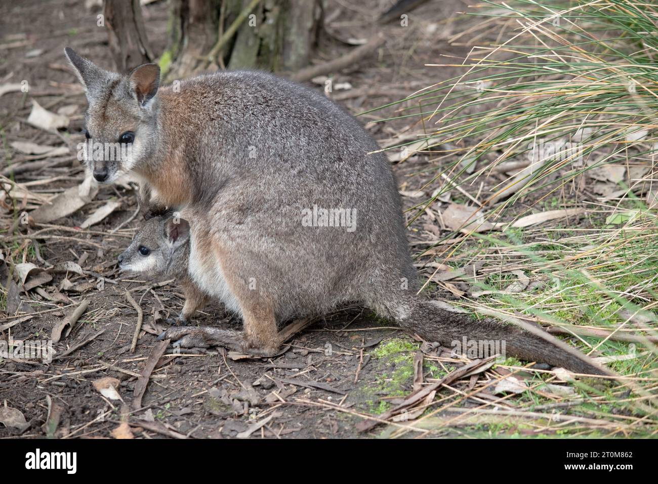 the tammar wallaby has a joey in her pouch Stock Photo - Alamy