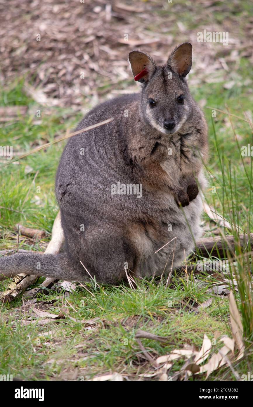 the tammar wallaby has dark greyish upperparts with a paler underside ...