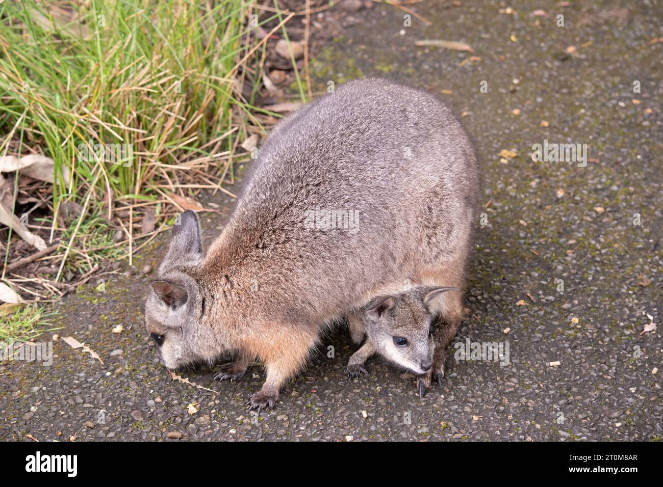 the tammar wallaby has dark greyish upperparts with a paler underside ...