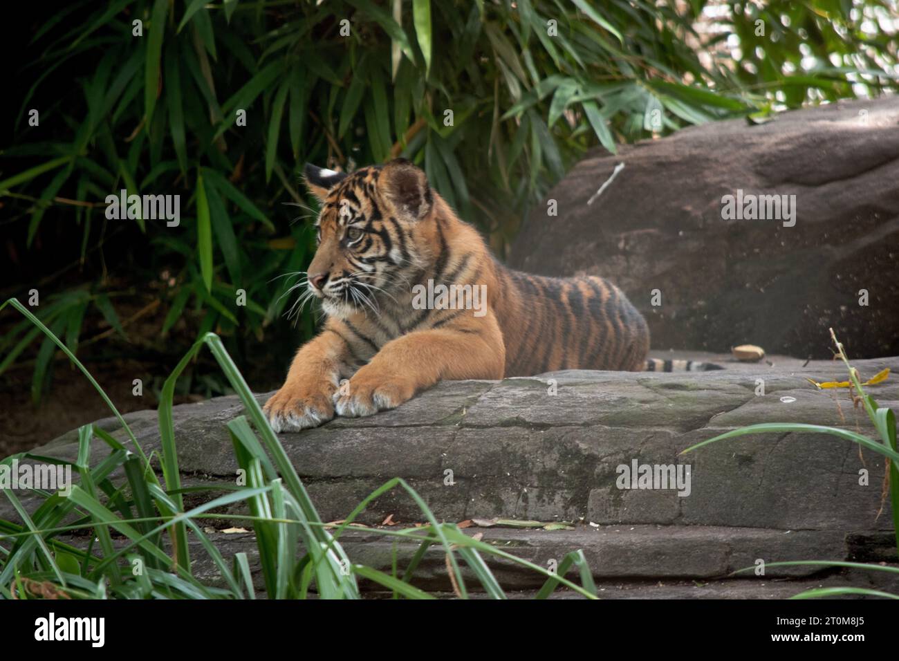 Tiger cubs are born small, blind, and weak. They're born with all their ...