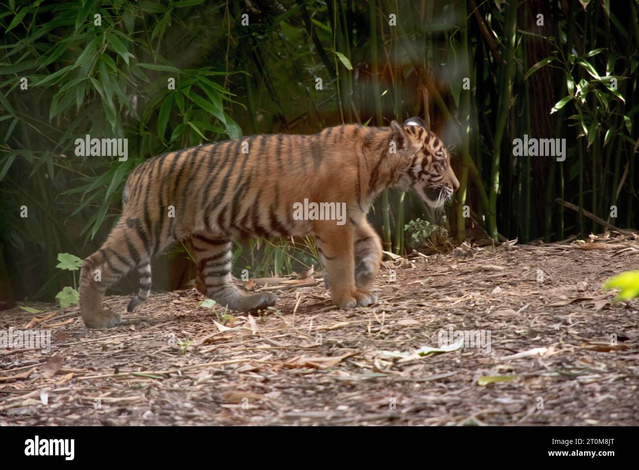 Tiger cubs are born small, blind, and weak. They're born with all their ...