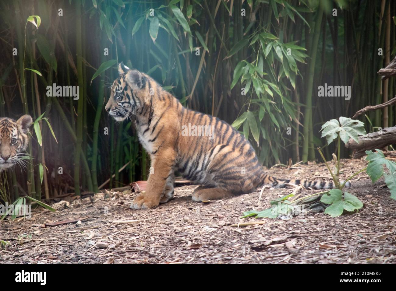 Tiger cubs are born small, blind, and weak. They're born with all their ...