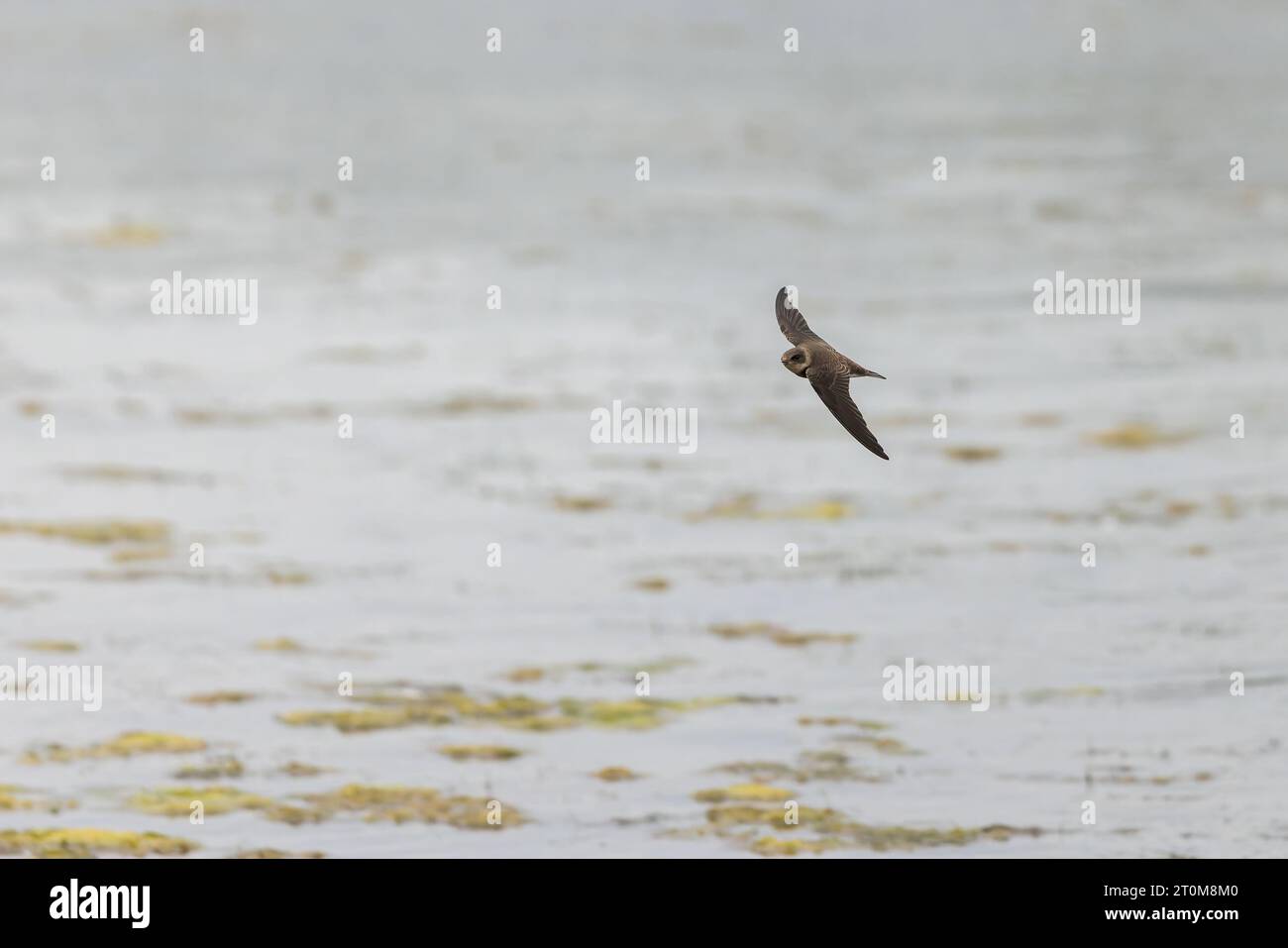Swift [ Apus Apus ] flying over water Stock Photo - Alamy