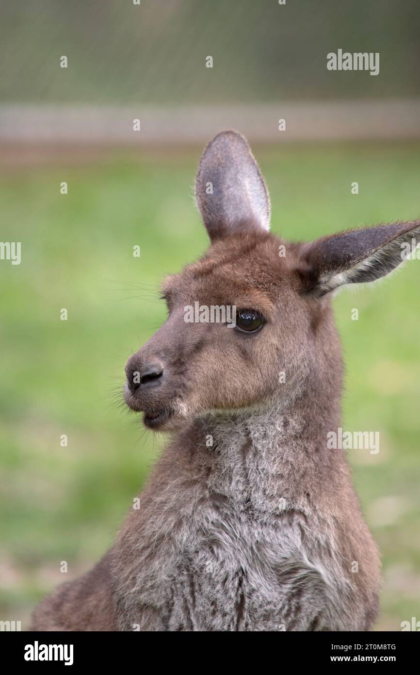 Western grey kangaroos have short hair, powerful hind legs, small ...