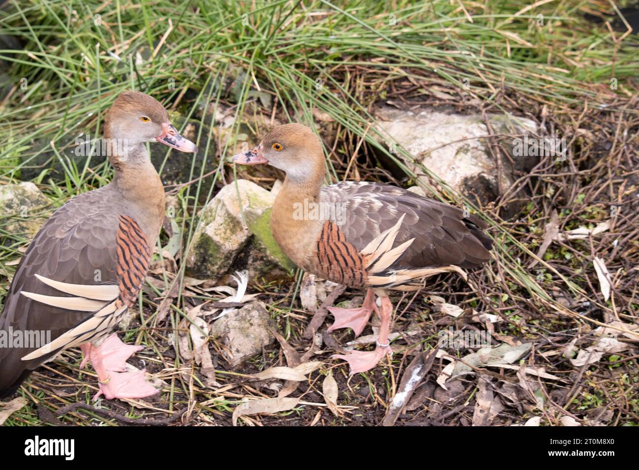 The plumed whistling duck's face and fore-neck are light, the crown and ...