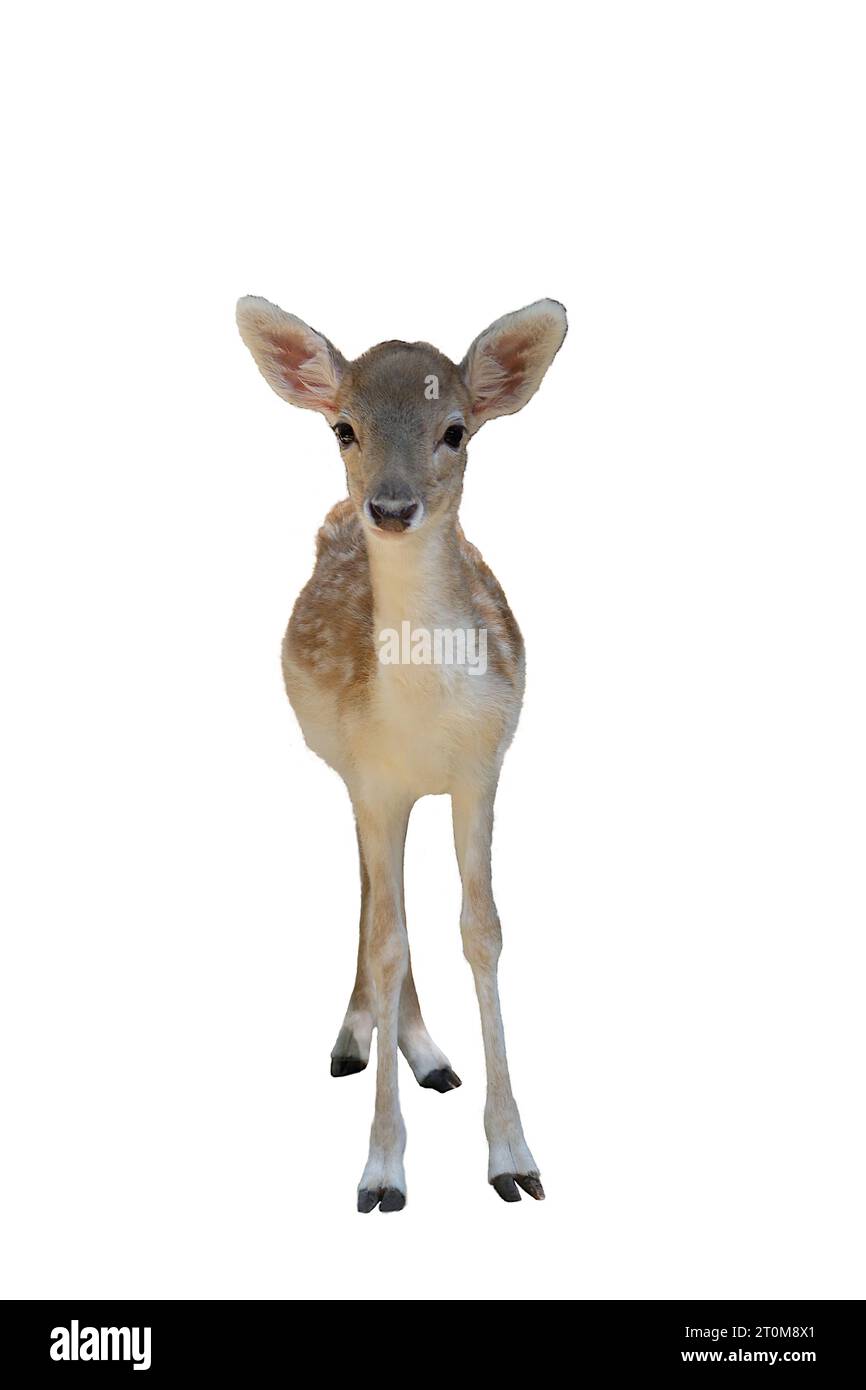 A fawn with its whole body visible is staring at me intently on a white ...
