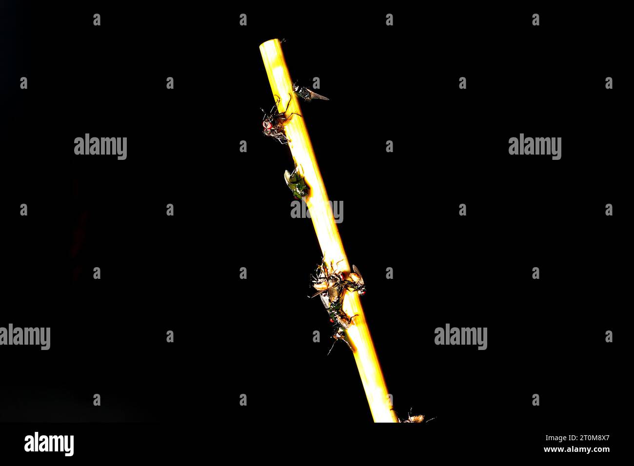 Many flies flew into a trap and died on a stick coated with glue Stock ...