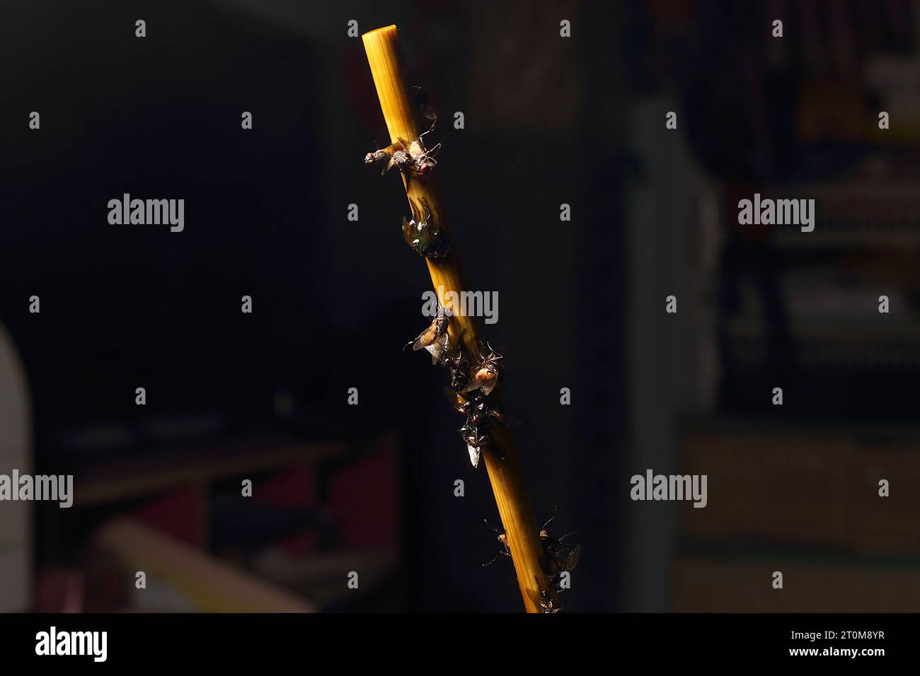 Many flies flew into a trap and died on a stick coated with glue Stock ...