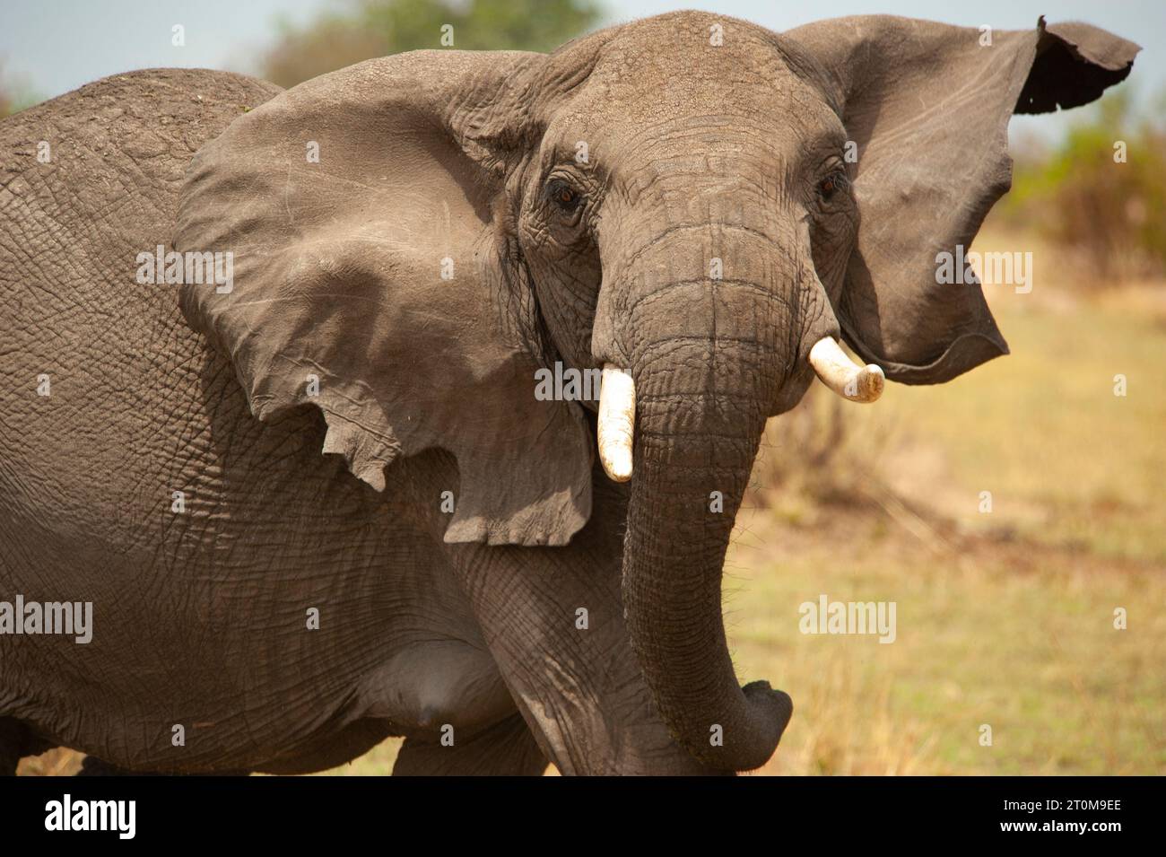 Angry elephant hi-res stock photography and images - Alamy
