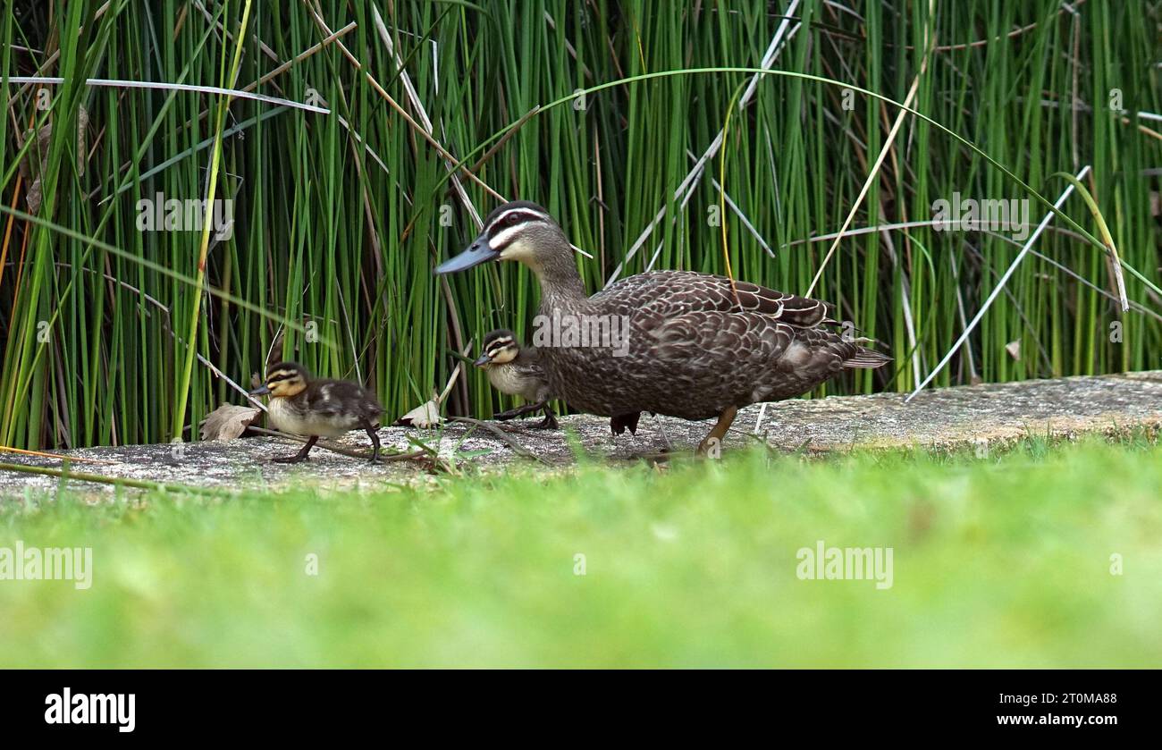 Perth, Australia . 08th Oct, 2023. Perth, Australia - October 8, 2023 ...