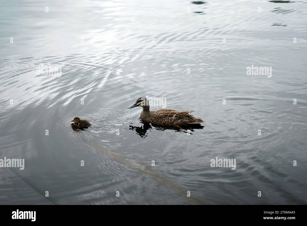 Perth, Australia . 08th Oct, 2023. Perth, Australia - October 8, 2023 ...