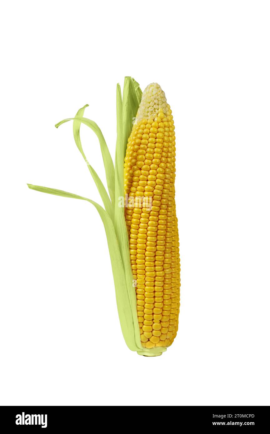 Ear of corn with leaves isolated on white background. Corn cob for ...