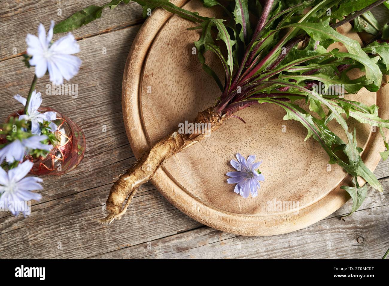 Whole fresh chicory or succory plant with root and flowers Stock Photo ...