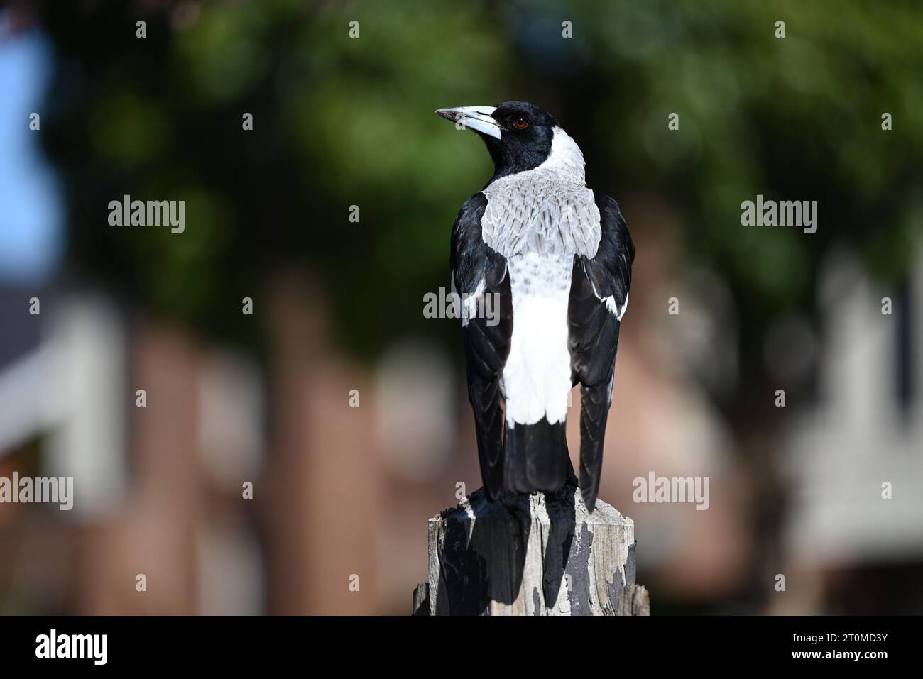 View from behind an Australian magpie perched atop a wooden fence post ...