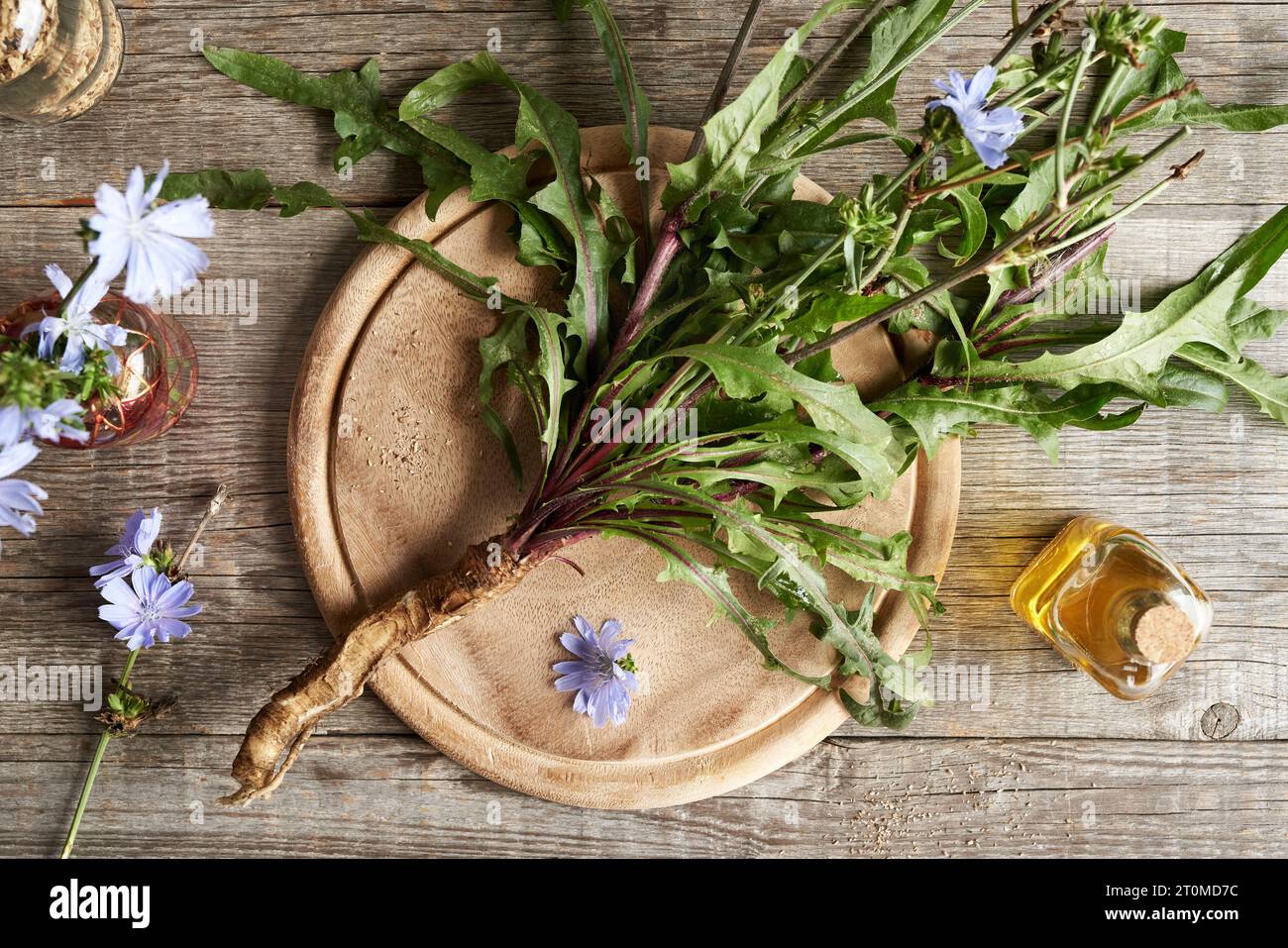 Whole fresh chicory plant with root and flowers on a table, top view ...