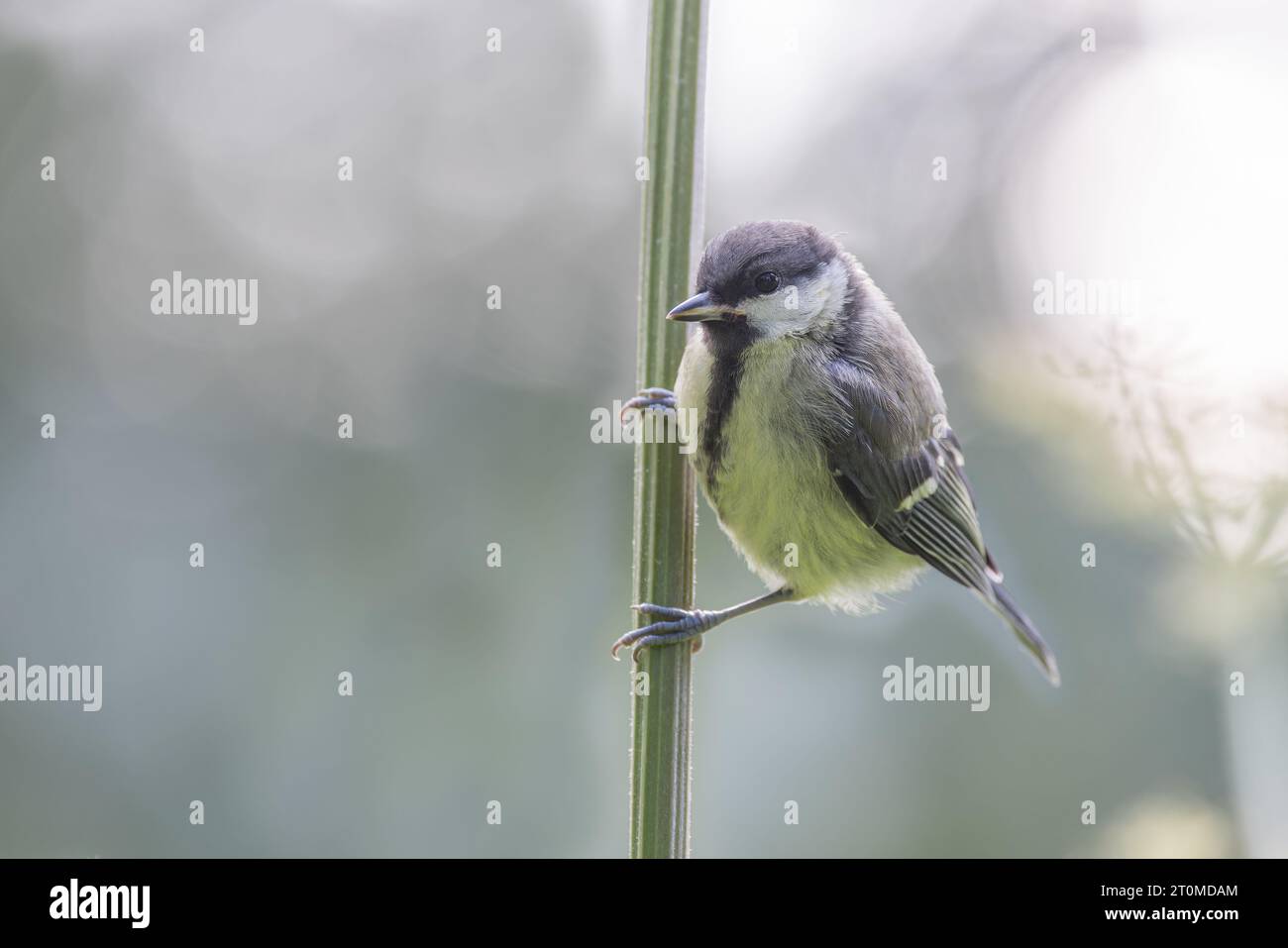 Great tit [ parus major ] Juvenile bird on Giant Hogweed stem Stock ...