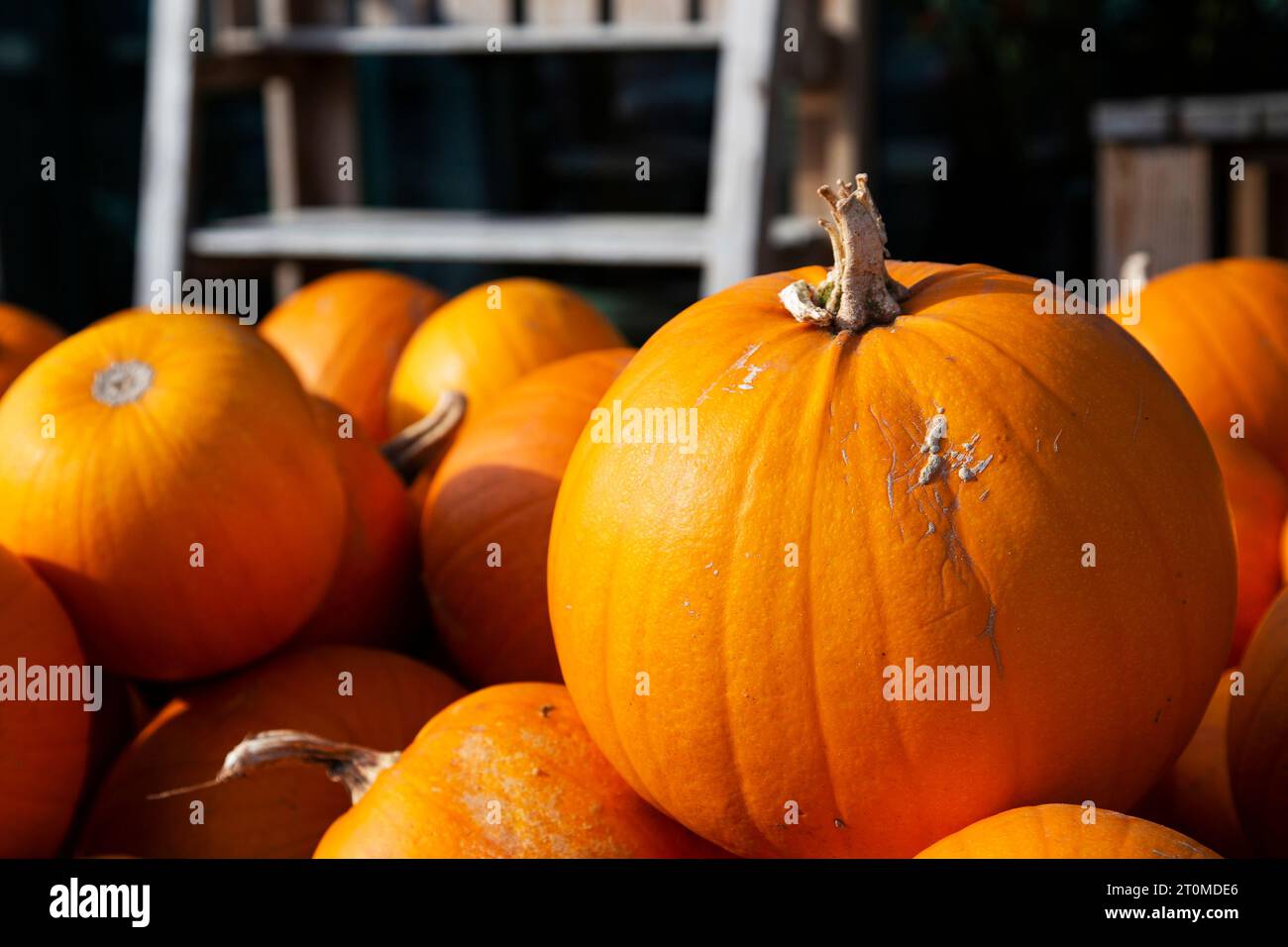 Round orange pumpkins hi-res stock photography and images - Alamy