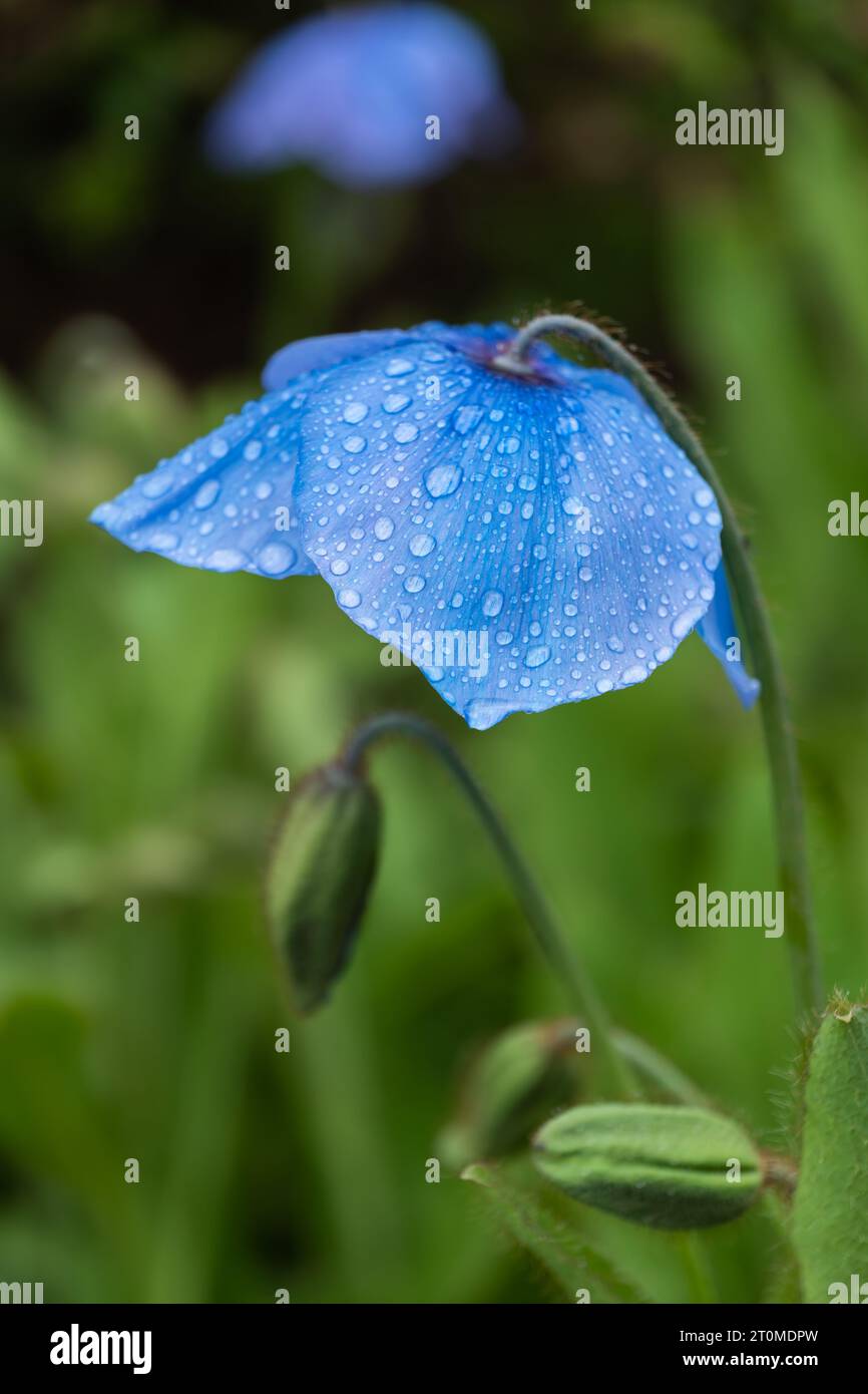 Himalayan Blue Poppy - Meconopsis Slieve Donard blooming flower with ...