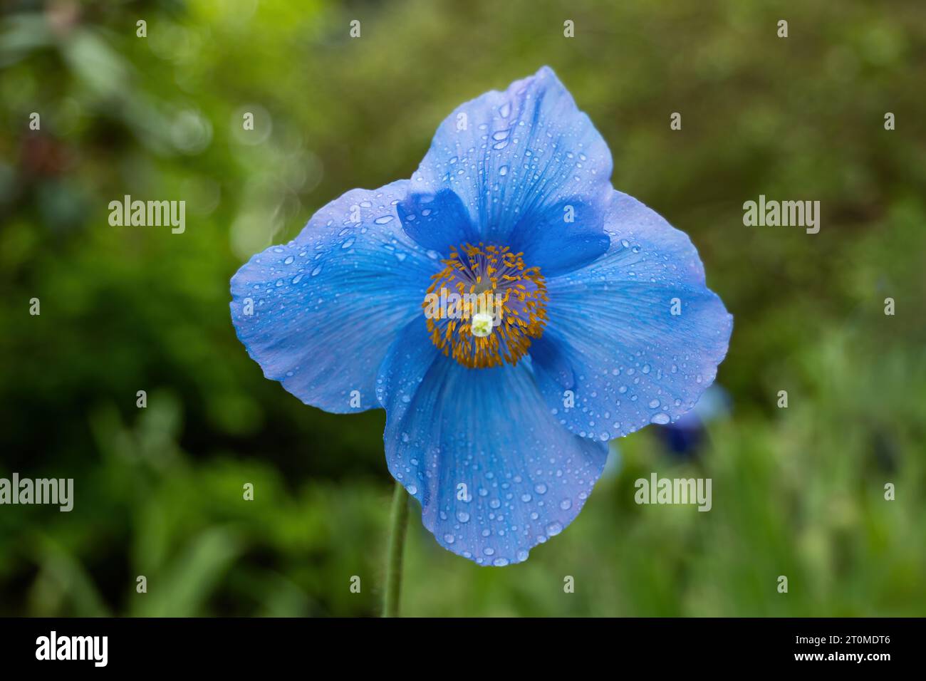 Himalayan Blue Poppy - Meconopsis Slieve Donard blooming single flower ...