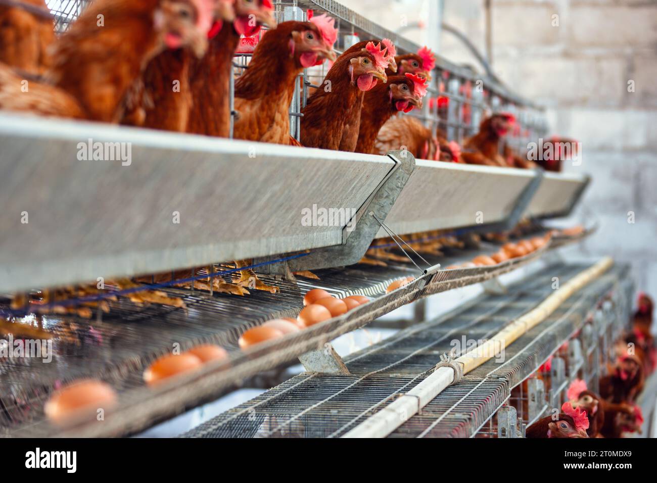 african entrepreneur, egg laying hens , industrial scale in multiple ... african entrepreneur, egg laying hens , industrial scale in multiple ...